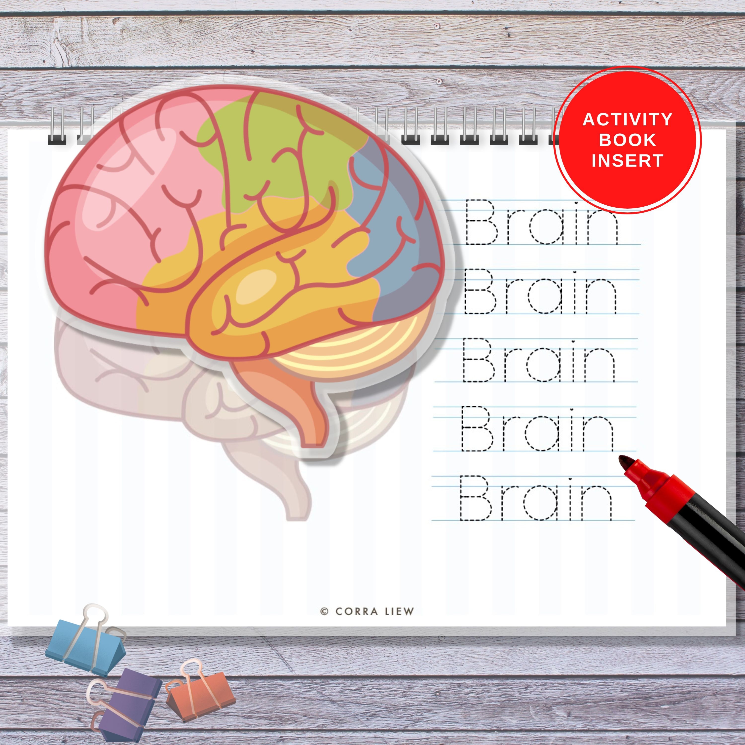 BRAIN Anatomy Busy Book Insert Children Early Learning Activity Binder ...