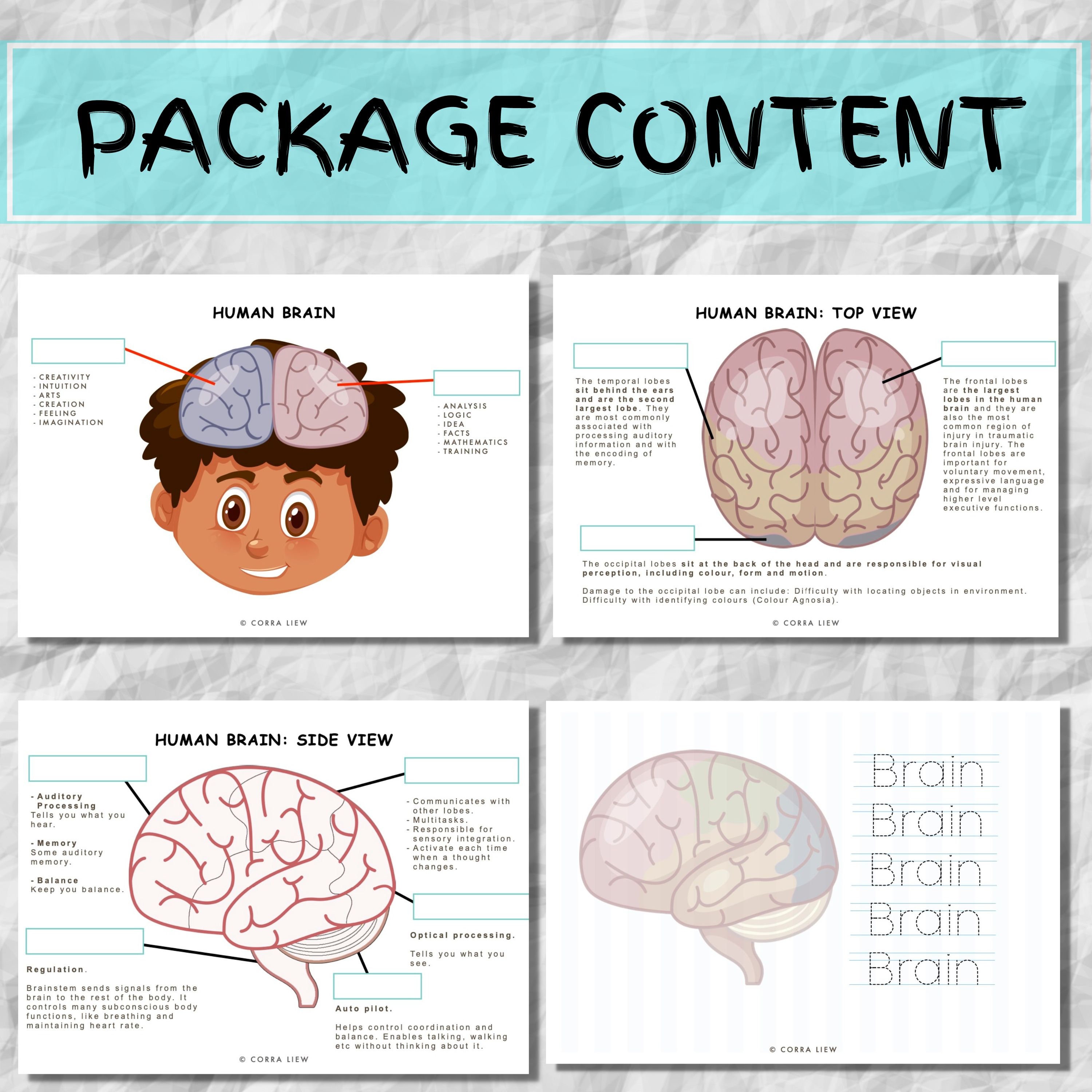 BRAIN Anatomy Busy Book Insert Children Early Learning Activity Binder ...