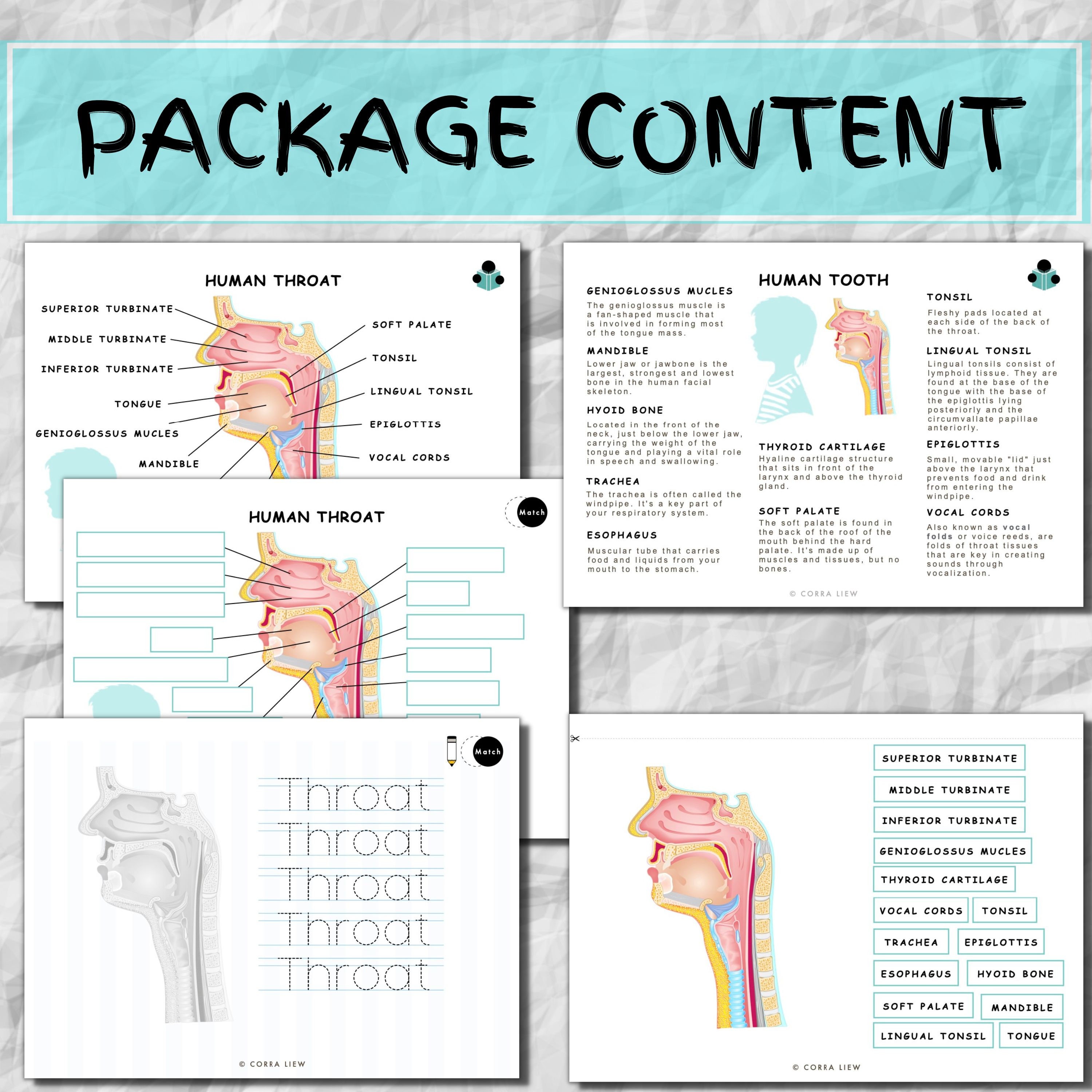 Human THROAT Anatomy Quiet Busy Activity Book Insert Children Early ...