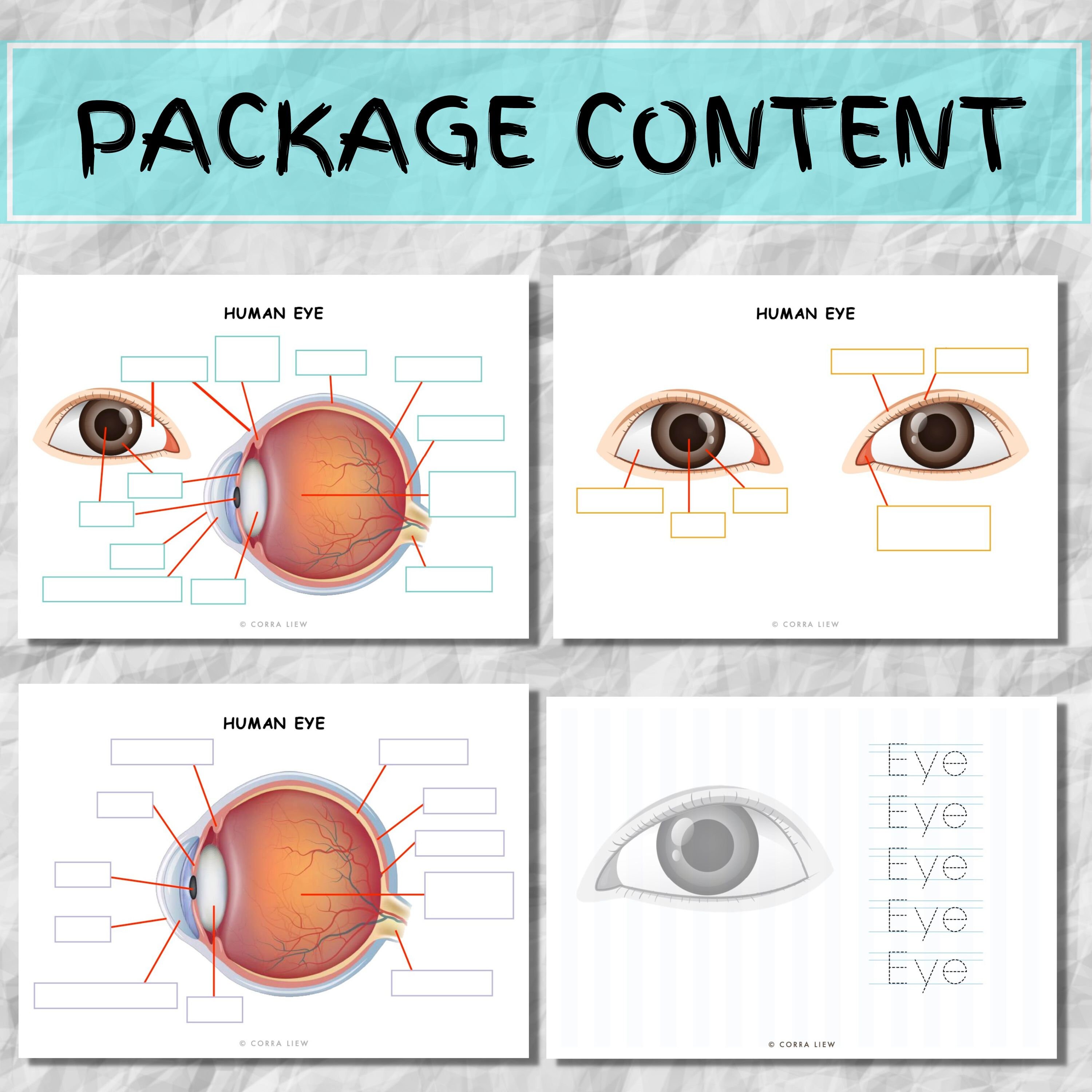Human EYE Anatomy Busy Book Insert Children Early Learning Activity ...