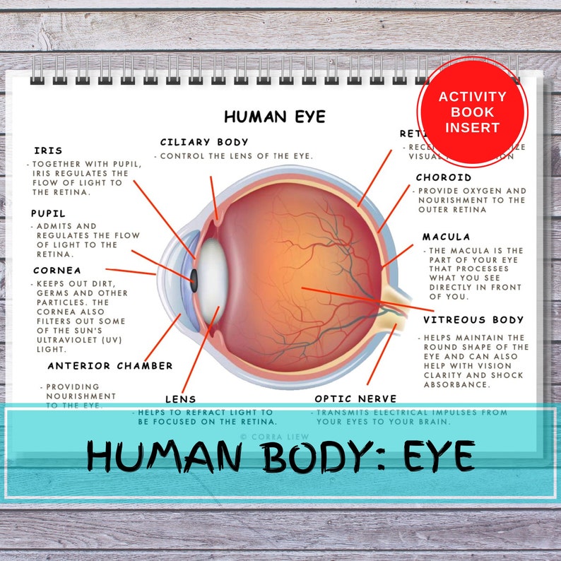 Human EYE Anatomy Busy Book Insert Children Early Learning Activity ...