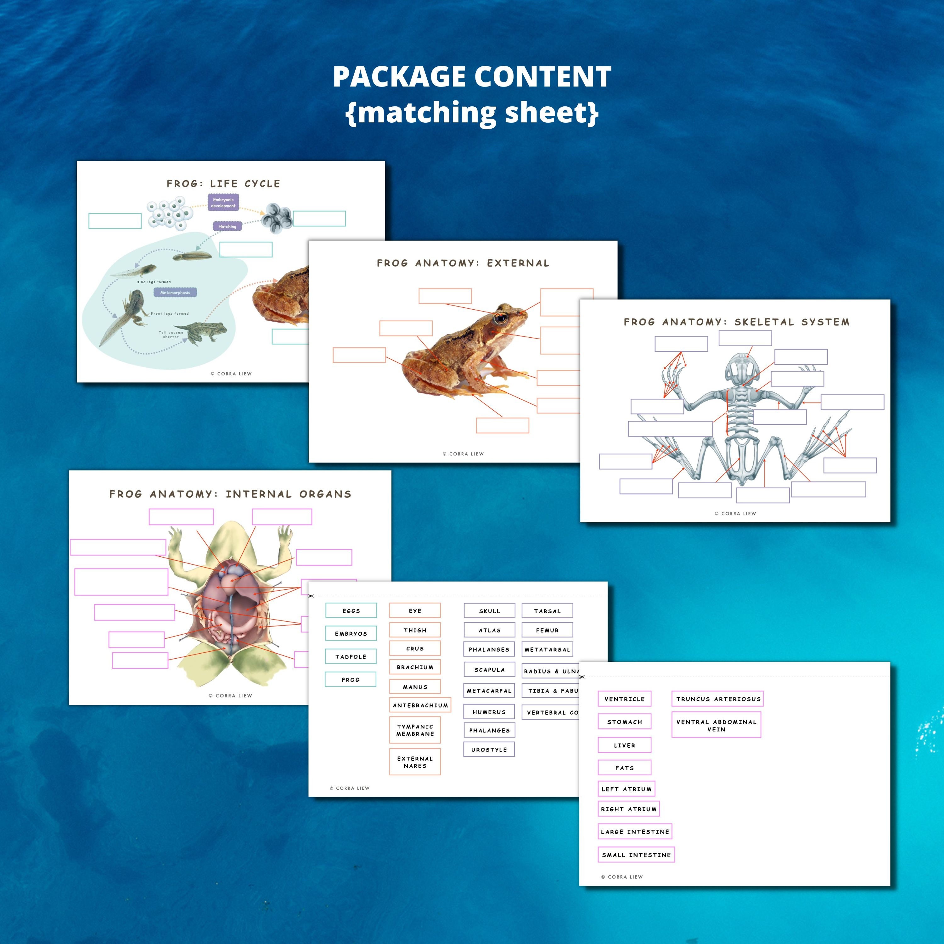 FROG Unit Study, FROG Printable, FROG School Project, Frog Life Cycle ...