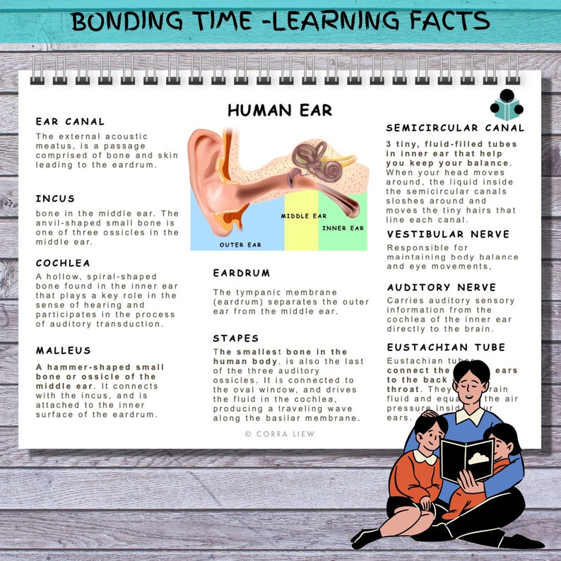 Human EAR Anatomy Busy Book Insert Children Early Learning Activity ...