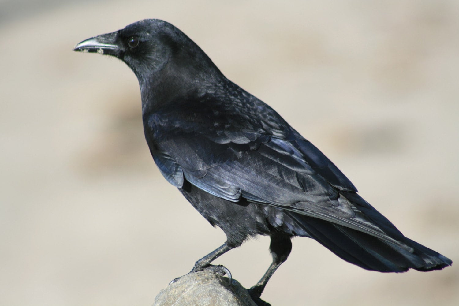 Seaside Raven - Nature Art Photograph - Etsy