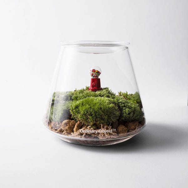 Live Moss - Etsy