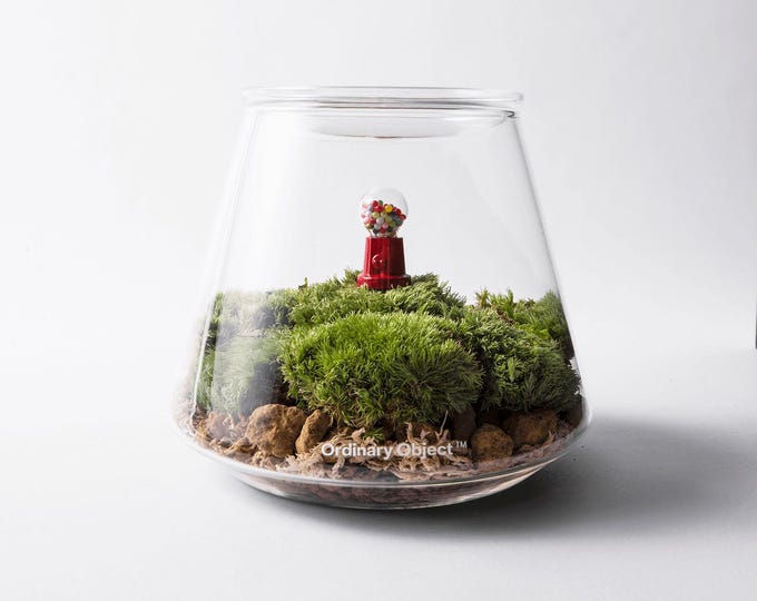 Moss Jar | Live Moss Terrarium Kit | Modern Home Decor | Unique Plant ...