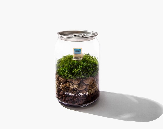 Moss Can | Moss Terrarium Craft Kit | Live Moss | Modern Plants ...