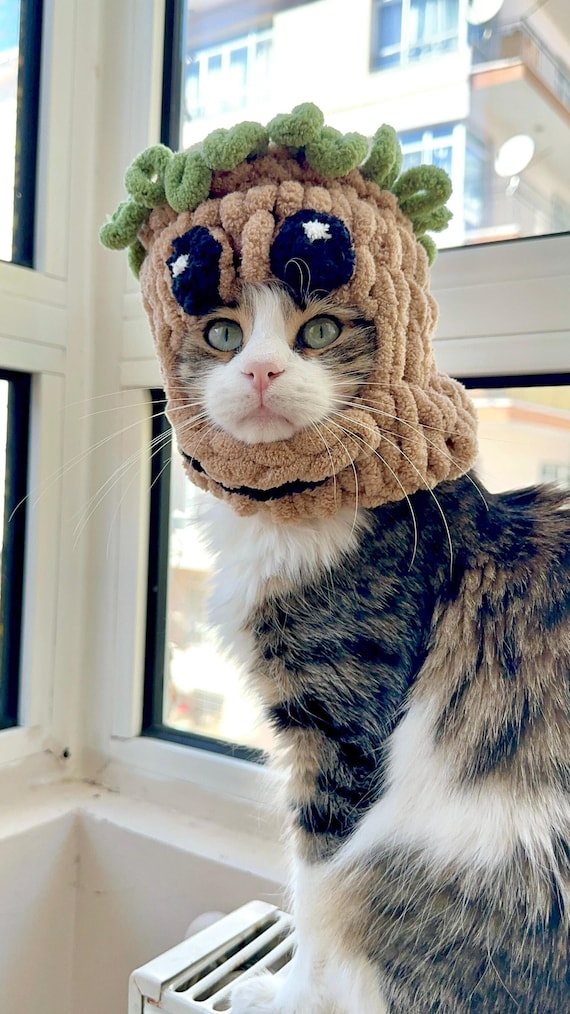 Cute Cats Wearing Hats