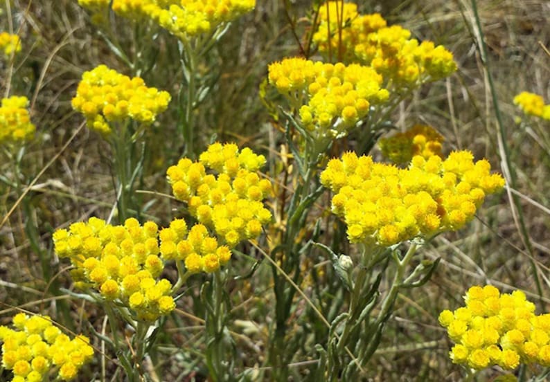 LIFE EVERLASTING FLOWERS | Wildcrafted Bulgarian Helichrysum Arenarium ...