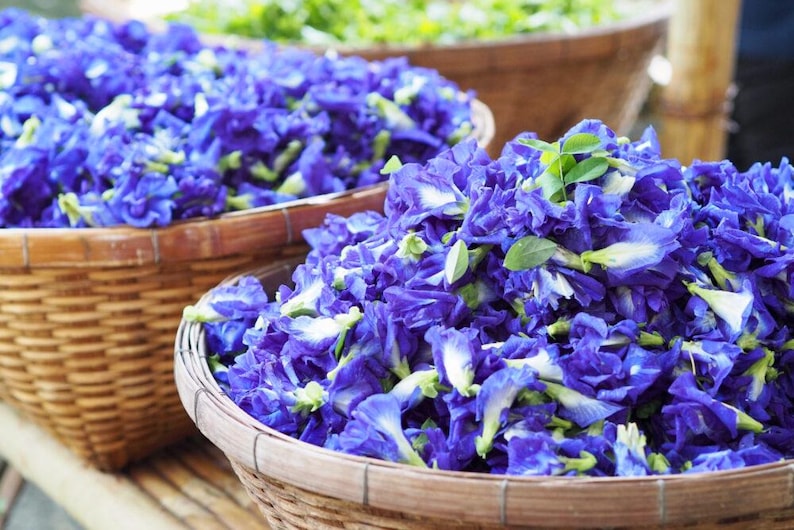 Organic BUTTERFLY PEA FLOWER Powder | Clitoria Ternatea | Natural Blue ...