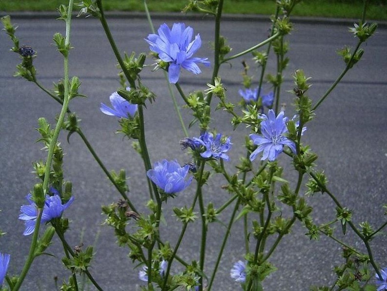 Organic CHICORY ROOT | Cichorium Intybus Dried Cut | Herbal Tea, Coffee ...