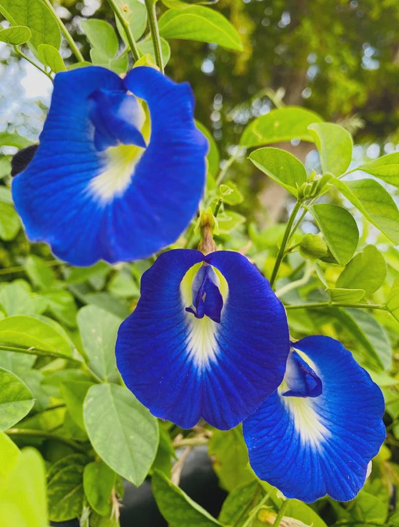 Organic BUTTERFLY PEA FLOWER Powder | Clitoria Ternatea | Natural Blue ...