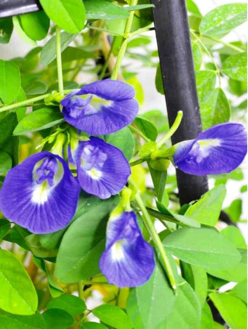 Organic BUTTERFLY PEA FLOWER Powder | Clitoria Ternatea | Natural Blue ...