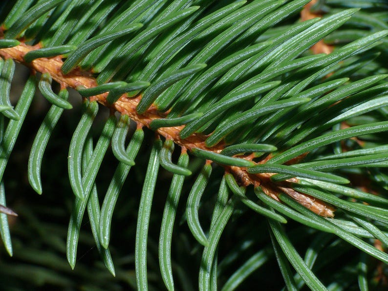 SPRUCE NEEDLES | Wildcrafted Bulgarian Picea Abies Dried | Herbal Tea ...