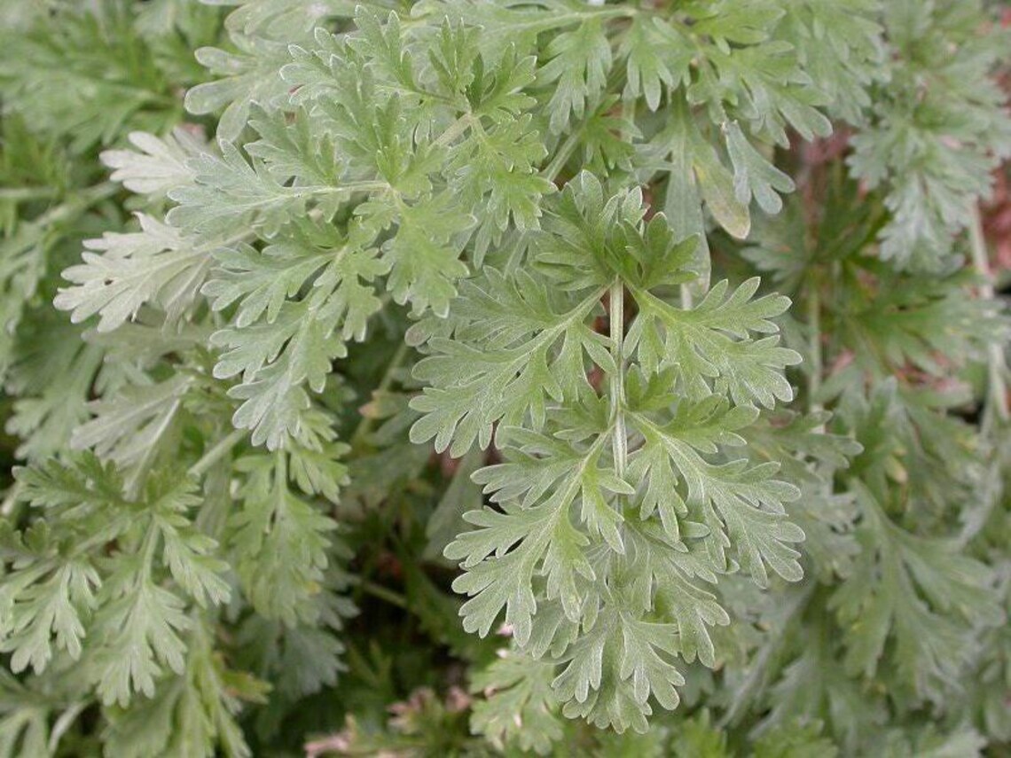 Organic WORMWOOD HERB | Artemisia Absinthium Dried Cut Herb | Herbal ...