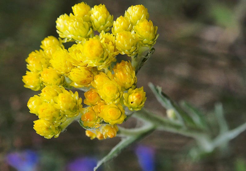 LIFE EVERLASTING FLOWERS | Wildcrafted Bulgarian Helichrysum Arenarium ...