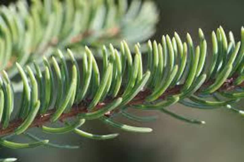SPRUCE NEEDLES | Wildcrafted Bulgarian Picea Abies Dried | Herbal Tea ...
