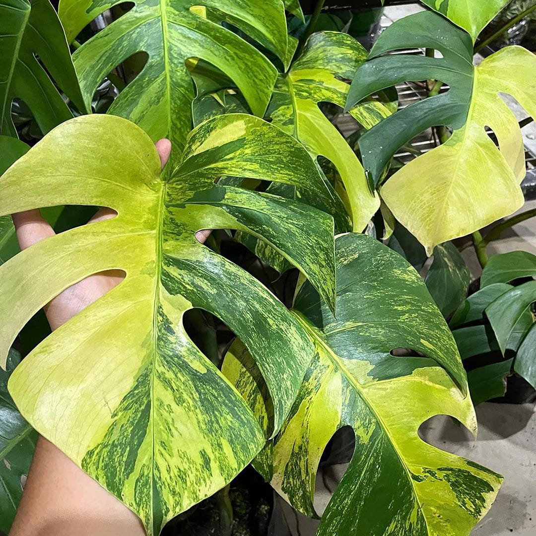 Monstera Aurea Borsigiana Variegated Node Cuttings, Rare House Plants ...