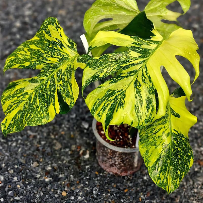 Monstera Deliciosa Variegated - Etsy