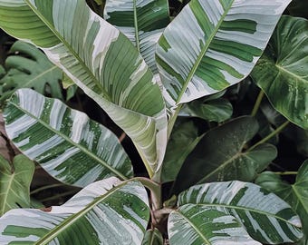 Musa Florida Variegated Banana Tree - Etsy