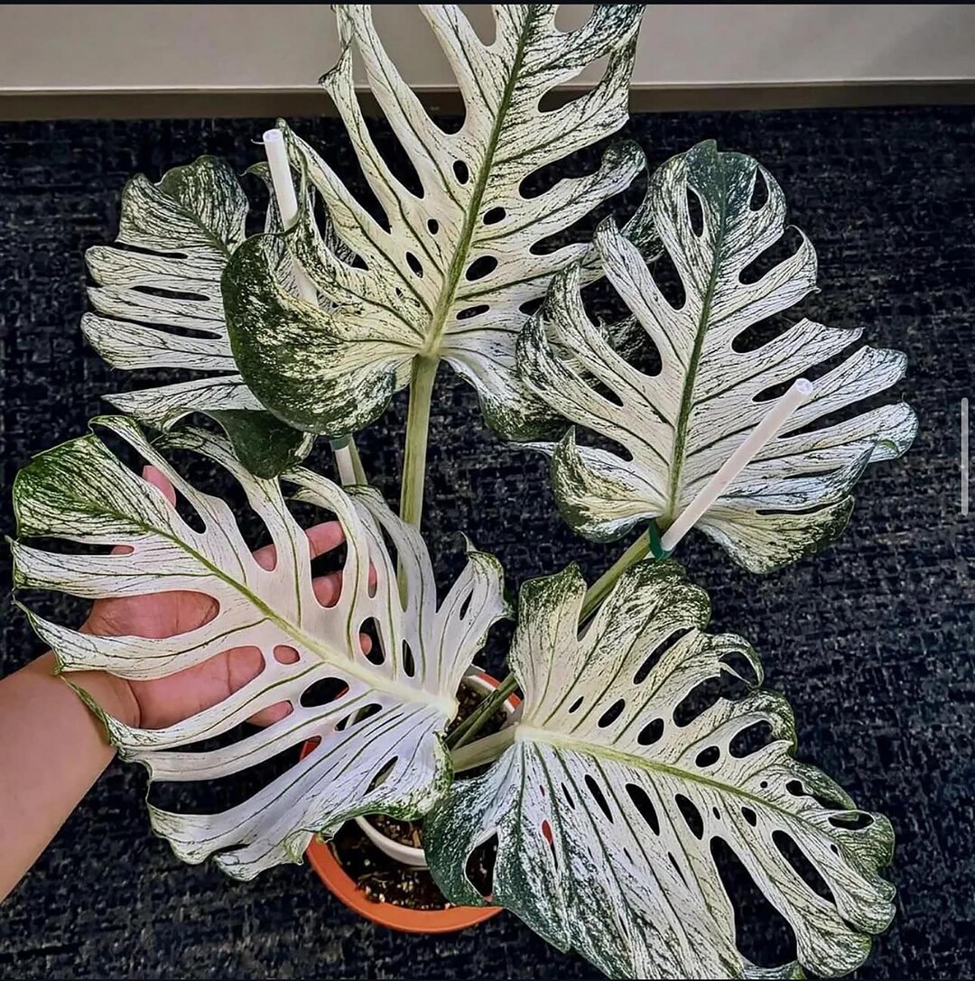 Estacas de Monstera devil monster altamente verificadas com nós ...