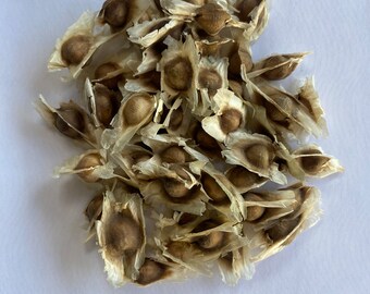 10 Organic Rare Dwarf Moringa Seeds, Drumstick Tree Seeds, Non-gmo ...