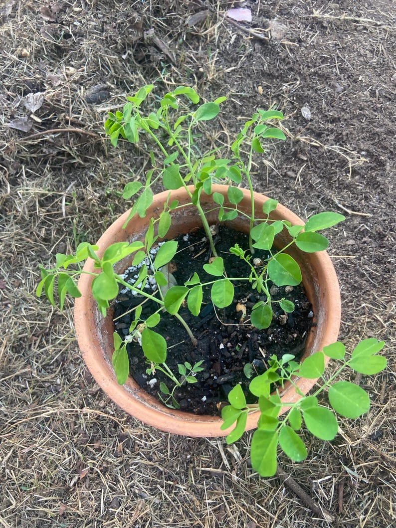 Live Moringa Tree Sapling . Organic. - Etsy