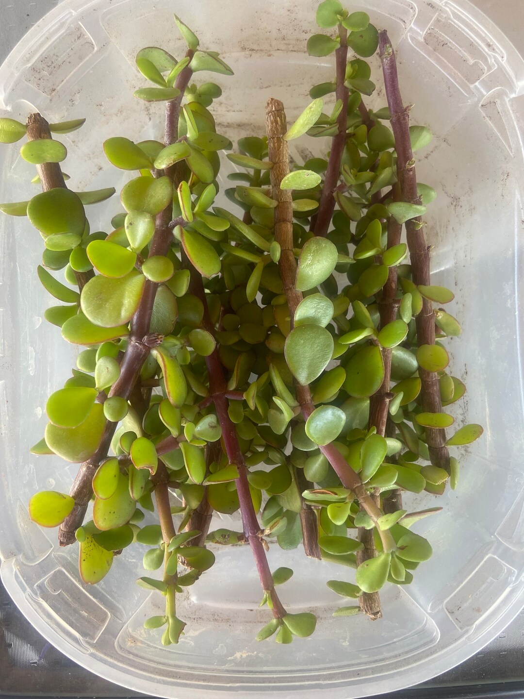 8 Elephant Food Cuttings (portulacaria Afra) Elephant Bush • - Etsy
