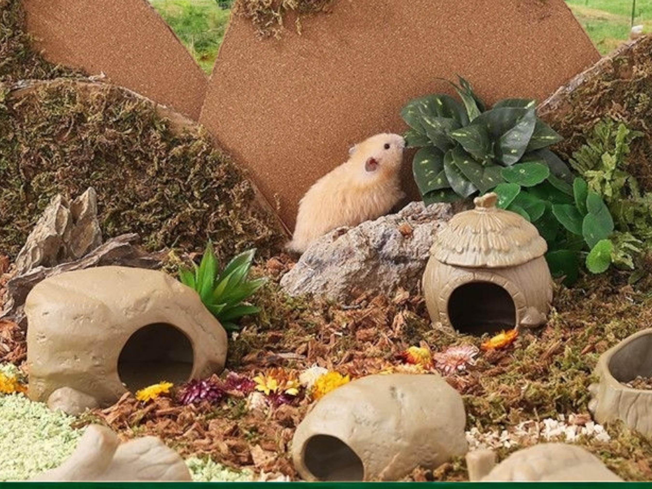 Handmade Ceramic Hamster Hideout House, Rock Acorn Shaped Hide Cave for ...