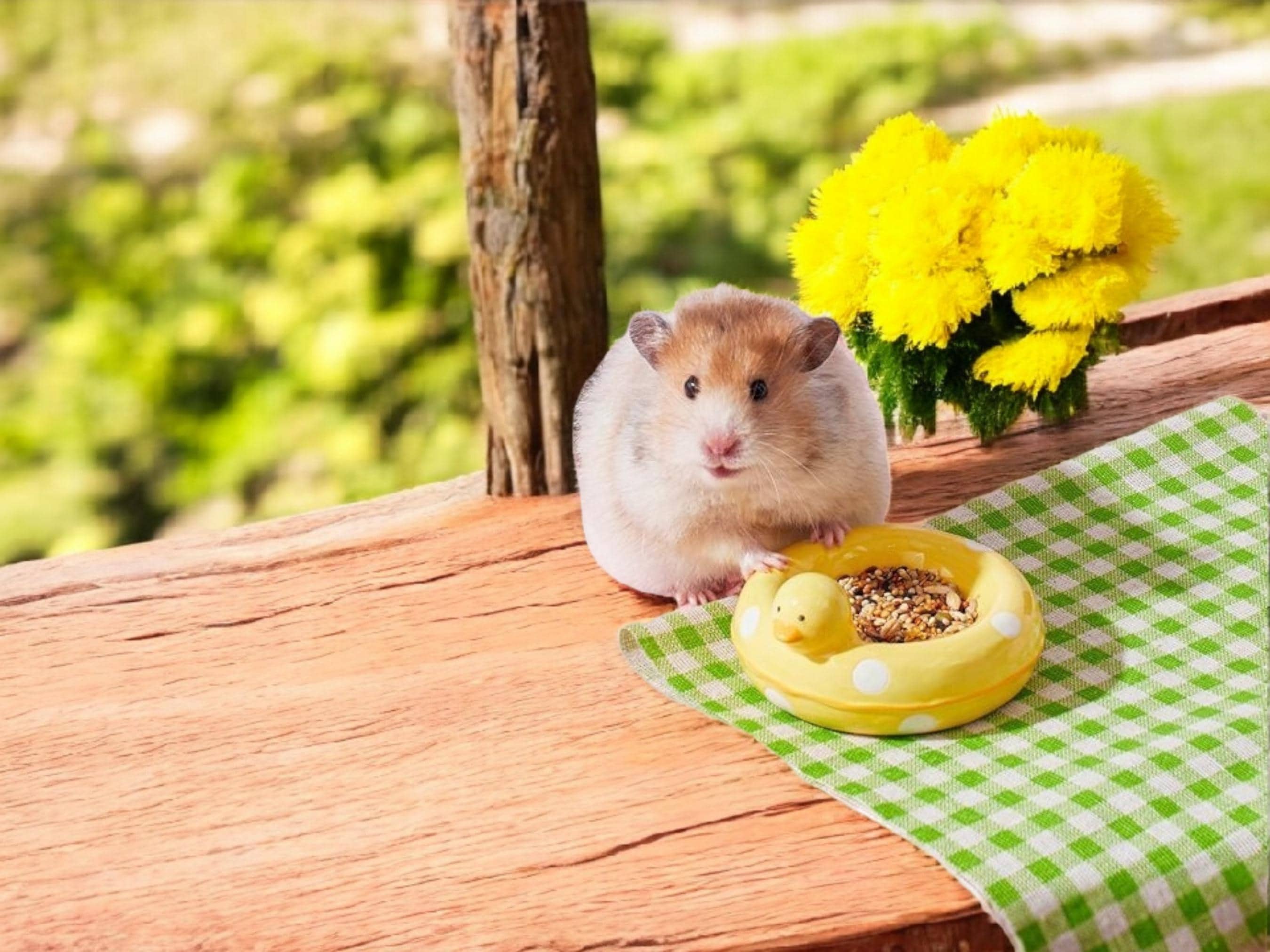 Ceramic Hamster Houses Sets-cute Mini Pet Home Collection for Small ...