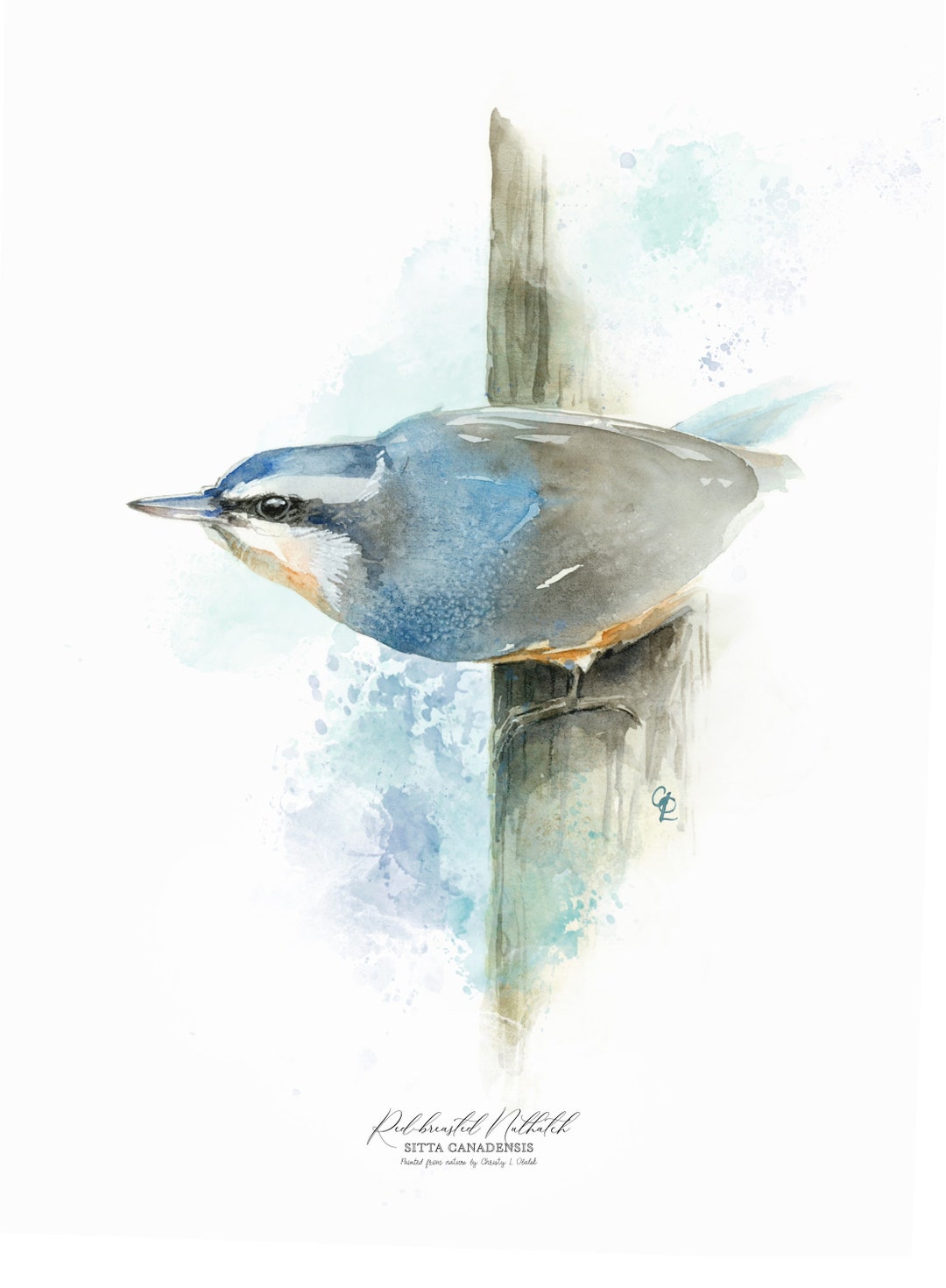 Red-breasted Nuthatch Customizable Woodland Watercolor Print - Etsy