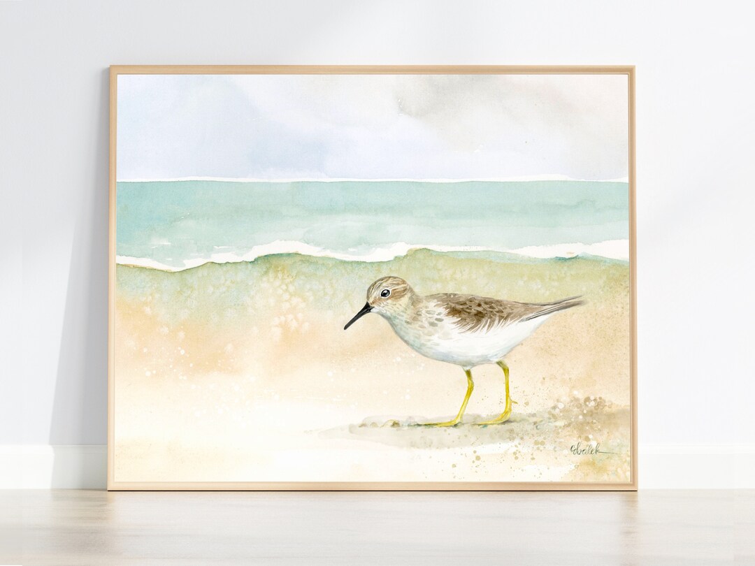 Sandpiper Watercolour Painting | Coastal Wall Art | Shorebird Print - Etsy