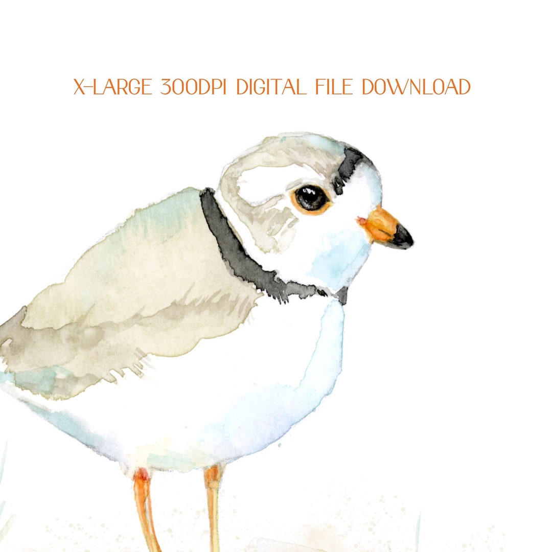 PRINTABLE Piping Plover Watercolour Painting Digital Download - Etsy