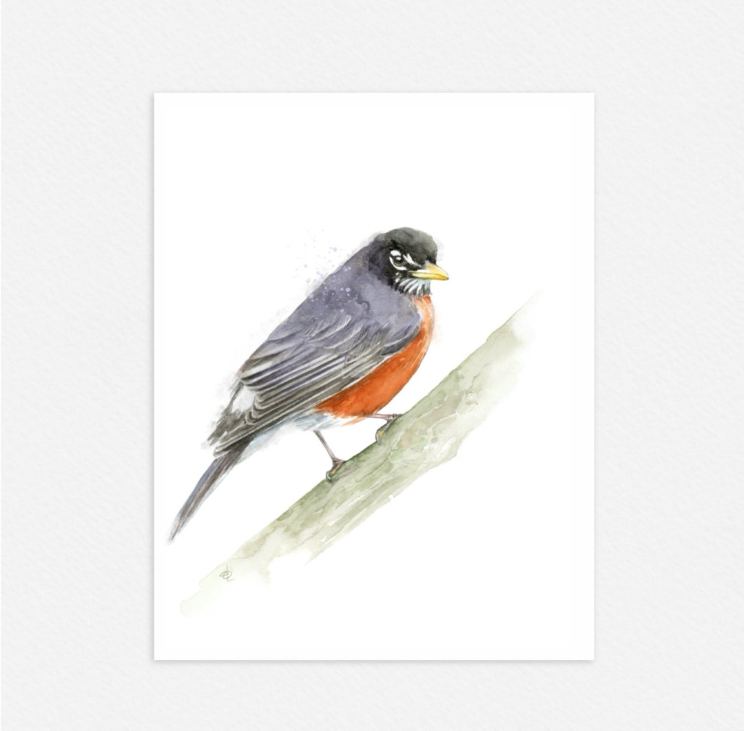American Robin 2 | Bird Art Print From Original Watercolor Painting - Etsy
