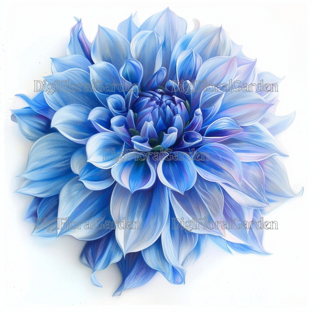 Blue-ish/purple-ish Dahlia Flowers PNG Files - 12 Different Shades of ...