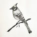 Blue Jay, Ink Drawing - Etsy