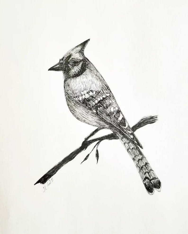 Blue Jay, Ink Drawing - Etsy
