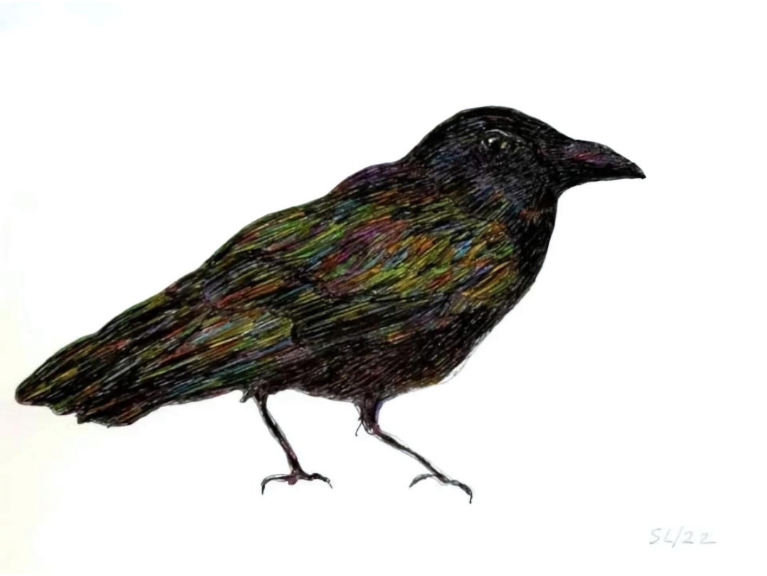 Original Ink Drawing of a Crow by Sheri Larsen - Etsy
