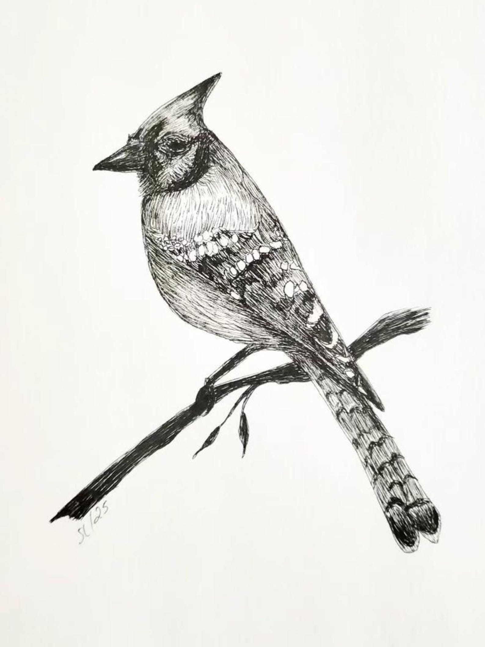 Blue Jay, Ink Drawing - Etsy