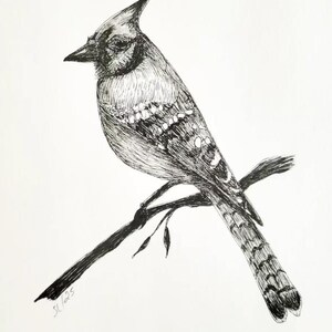 Blue Jay, Ink Drawing - Etsy