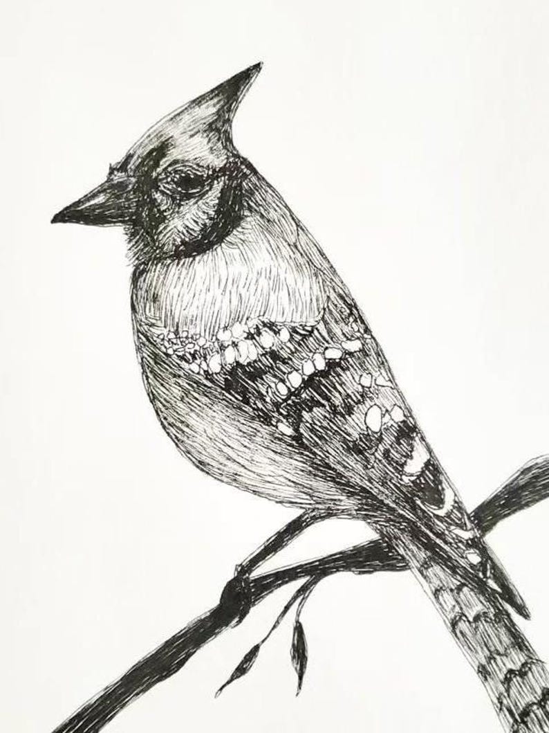 Blue Jay, Ink Drawing - Etsy