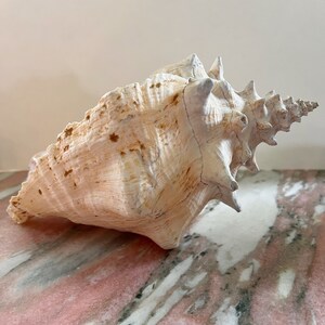 Conch Shell Pastel Pink Natural Specimen Ocean Beach Ceremony ...