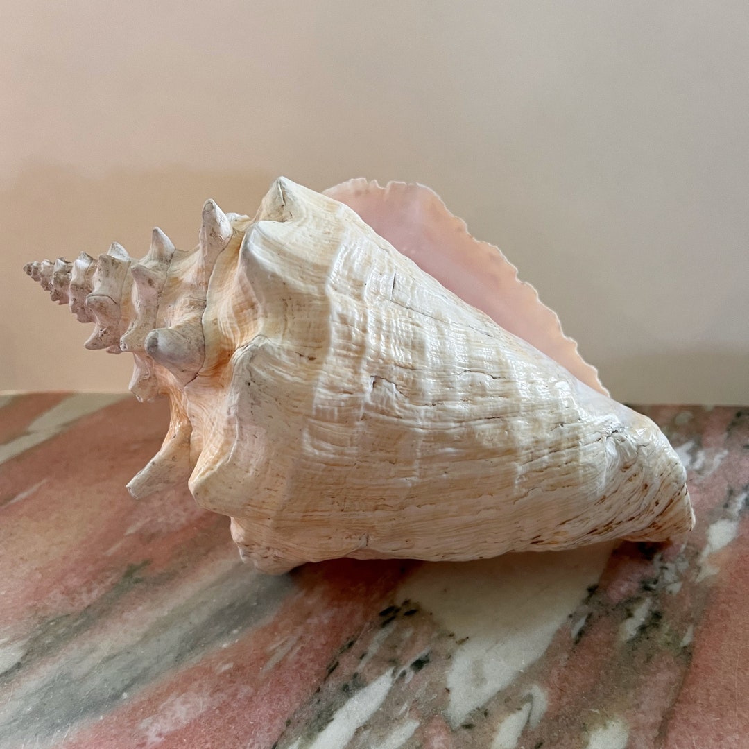 Conch Shell Pastel Pink Natural Specimen Ocean Beach Ceremony ...