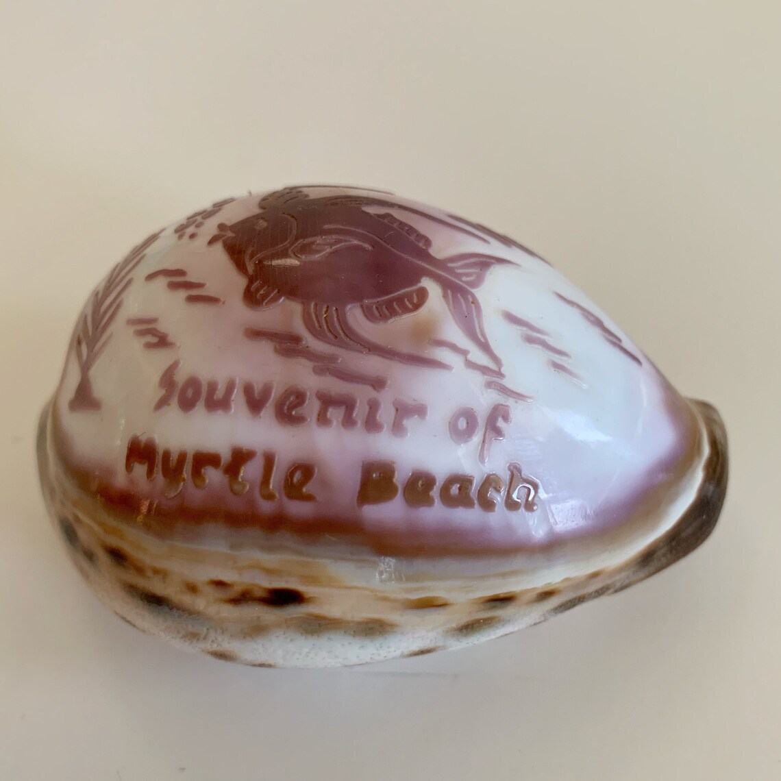 Carved Cowrie Shell Souvenir of Myrtle Beach Vintage Fish | Etsy