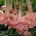 Best Varieties Angels Trumpet-brugmansia REDORANGEPINK 3 Cuttings for ...