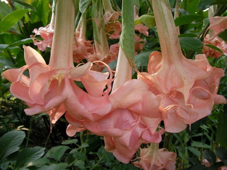 Best Varieties- Angels Trumpet-brugmansia- RED+ORANGE+PINK -3 Plants ...
