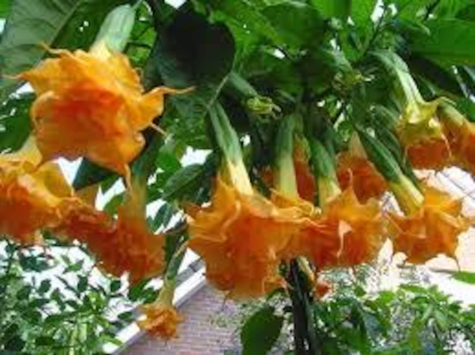Best Varieties- Angels Trumpet-brugmansia- RED+ORANGE+PINK -3 Plants ...