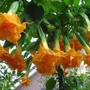 Best Varieties Angels Trumpet-brugmansia REDORANGEPINK 3 Cuttings for ...