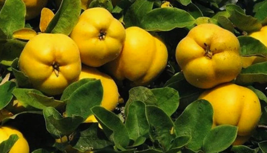 The Amazing Quince “the Most Amazing Fruit That You’ve Never Eaten”-5 ...