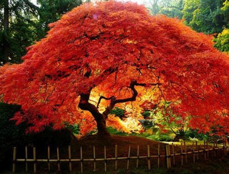 Japanese Red Acer- the Most Beautiful Tree for Garden - Etsy Canada